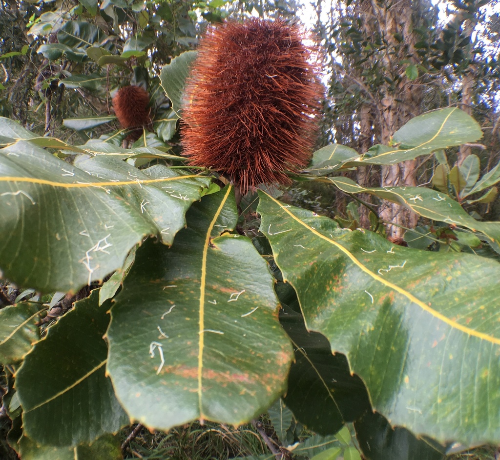 swamp banksia (Logan Plants for Attracting Small Birds) · iNaturalist