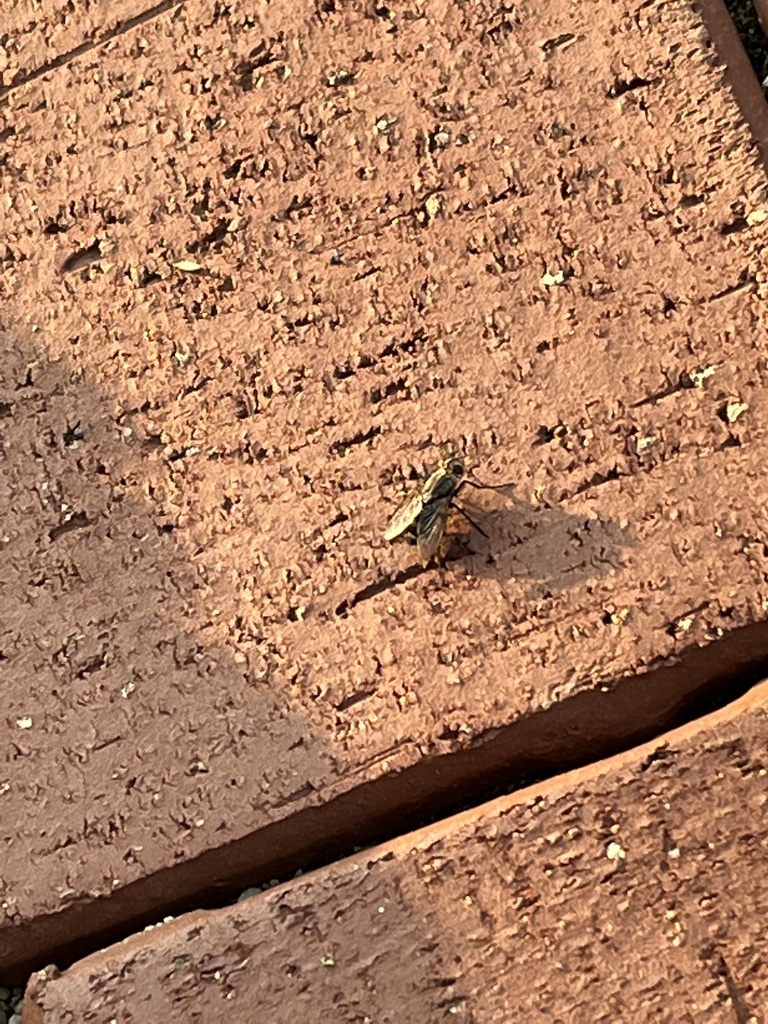 Common House Fly from Morton West High School, Berwyn, IL, US on ...