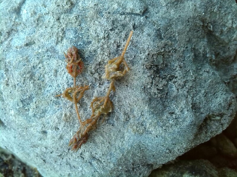 coral stonewort (Chara tomentosa) - Botanical Realm