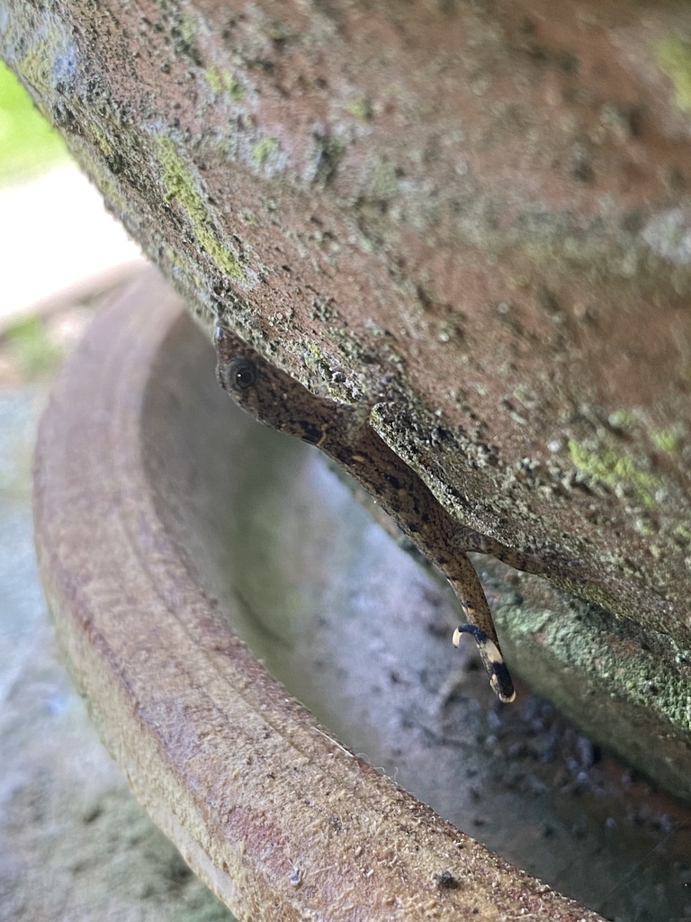 Eyespot Gecko from Tobago, Trinidad and Tobago, TT on September 25 ...