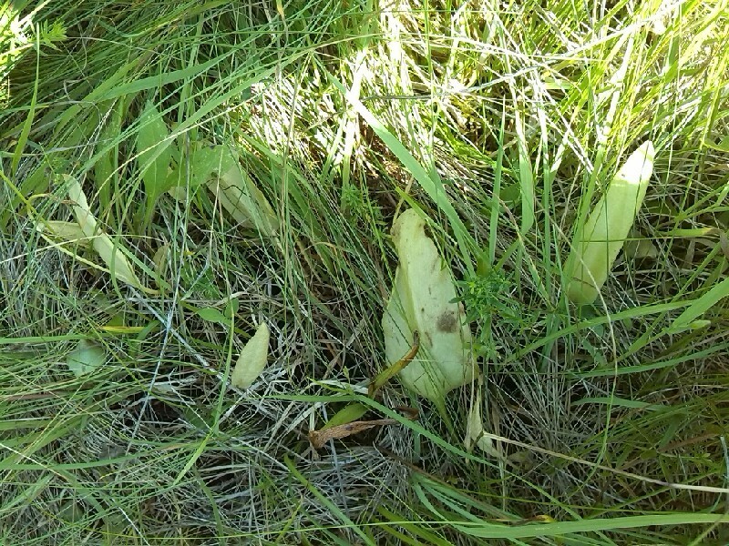 southern adder's-tongue from Belarus - Myadzyel on July 12, 2015 by ...