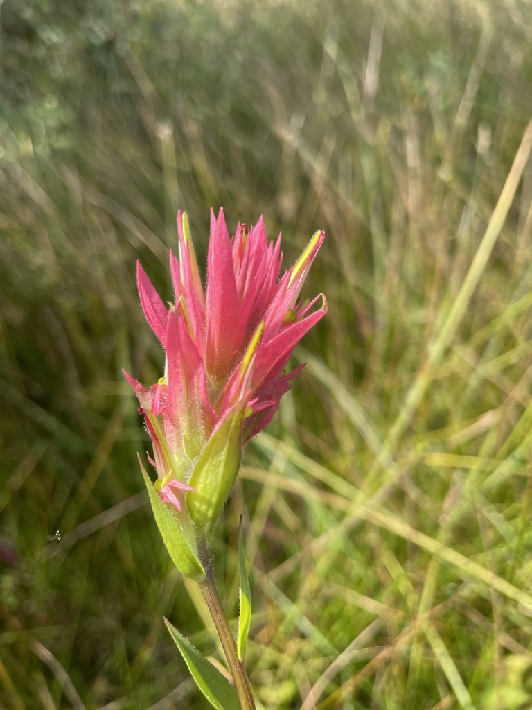 giant red Indian paintbrush from Chelan, Washington, United States on ...