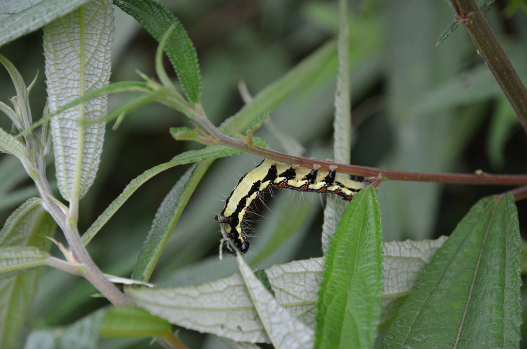 Arcte in August 2012 by Ran Dai · iNaturalist