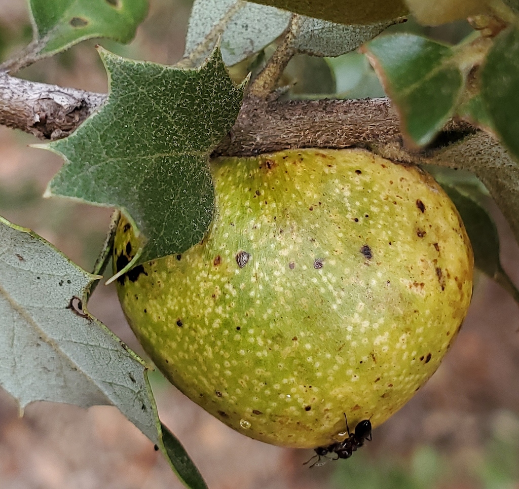 Oak Gall Wasps from San Mateo County, CA, USA on September 20, 2022 at ...