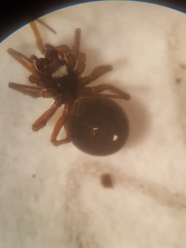 Erigone promiscua · iNaturalist