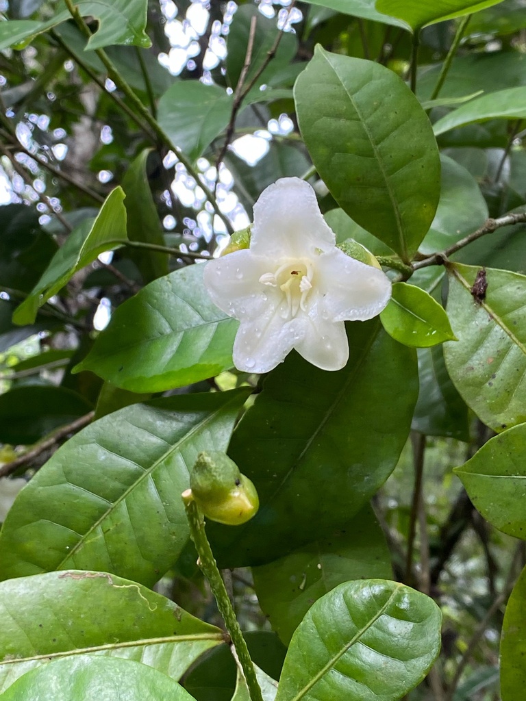 Ravenia infelix from Linhares, ES, BR on December 22, 2021 at 09:31 AM ...