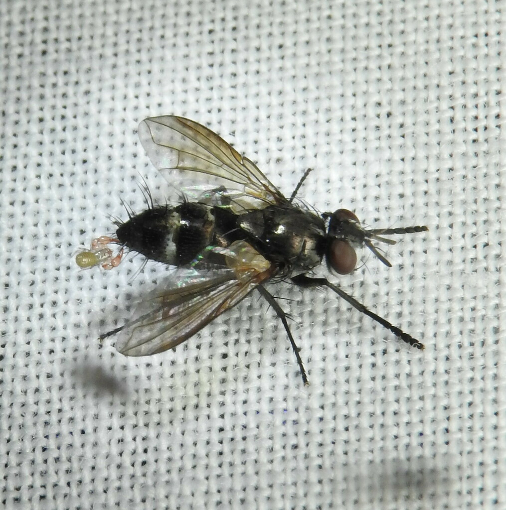 Bot Flies, Blow Flies, and Allies from Wines, Ann Arbor, MI, USA on ...