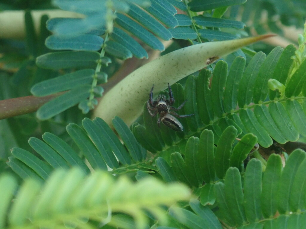 Bagheera kiplingi from Ursulo Galván, Veracruz, Mexico on September 12 ...