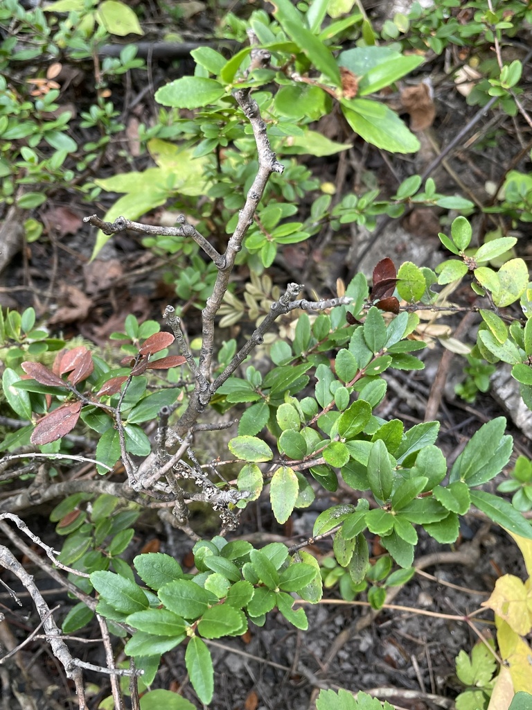 Oregon Boxwood from Spallumcheen, BC, CA on September 22, 2022 at 12:15 ...