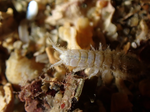 Camaroncito tanaida (Apseudes talpa)