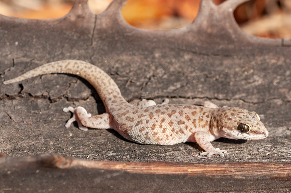 Pointed Thick-toed Gecko from Chiredzi, Zimbabwe on September 25, 2022 ...
