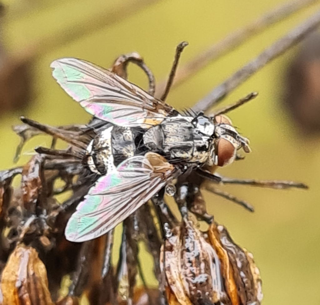 Nemorilla floralis from Vysokogorskiy rayon, RU-TT, RU on September 25 ...