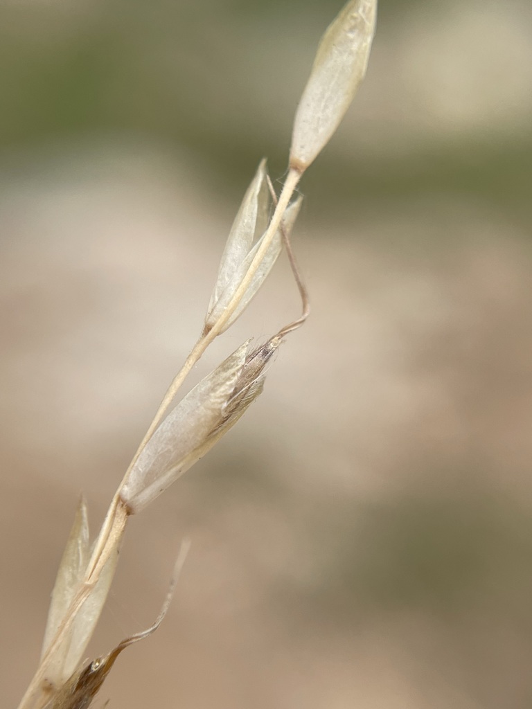 little ricegrass from Okanogan, Washington, United States on September ...