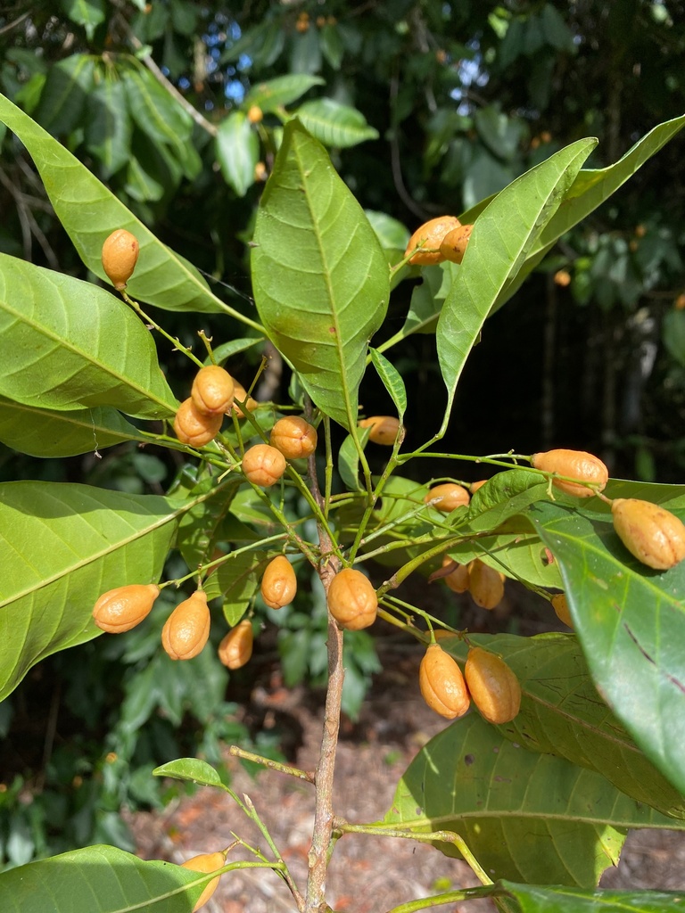 Trichilia casarettoi in June 2022 by Geovane Siqueira · iNaturalist