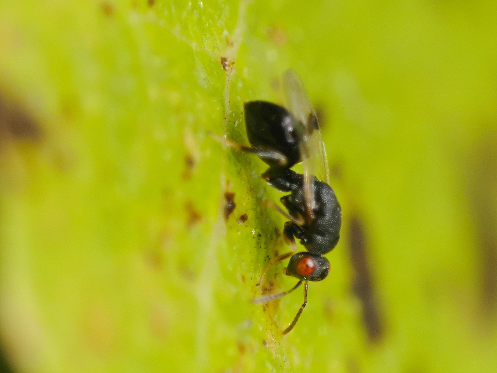 Sycophila from Var, Provence-Alpes-Côte d'Azur, France on September 25 ...