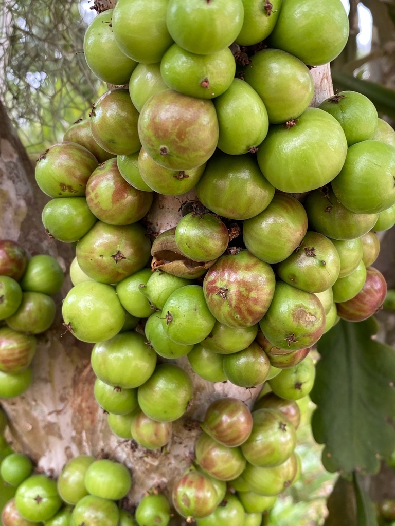 Plinia spirito-sanctensis from Estrada Cinco Folhas, Linhares, ES, BR ...