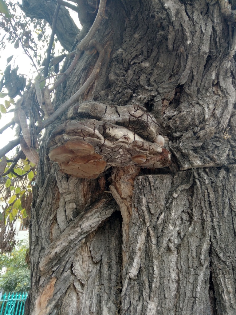 Cracked Cap Polypore from Viña del Mar, Valparaíso, Chile on May 8 ...