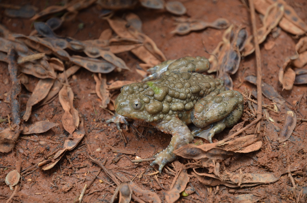 Large-webbed Bell Toad in July 2014 by Ran Dai · iNaturalist