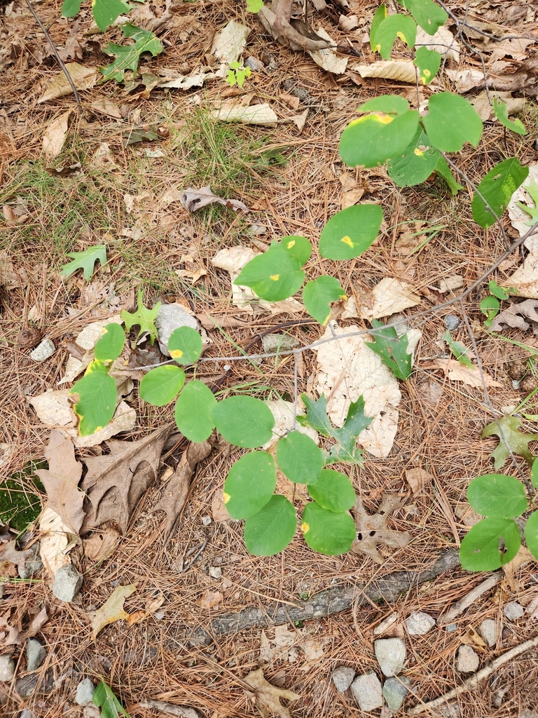 Running Serviceberry from Milton, MA, USA on September 25, 2022 at 10: ...