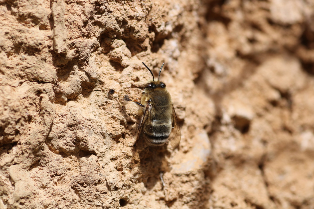Anthophora fulvitarsis from St. Joan de St. Cugat del Vallès. Barcelona ...