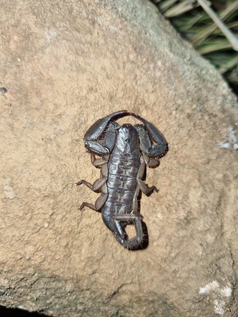 Albany Rock Scorpion from Mountain Zebra National Park, Chris Hani ...