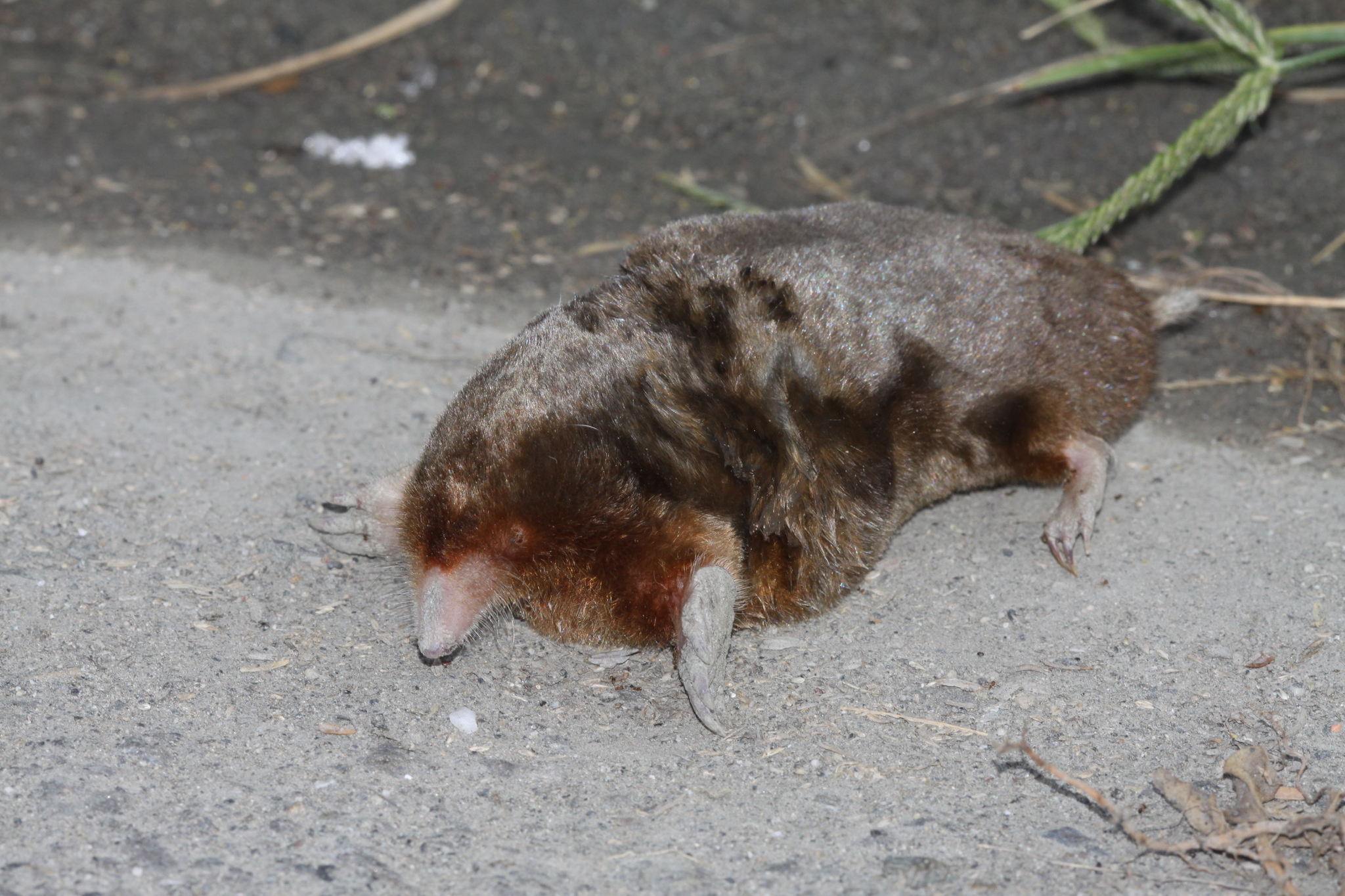 Mogera insularis (Swinhoe, 1863)