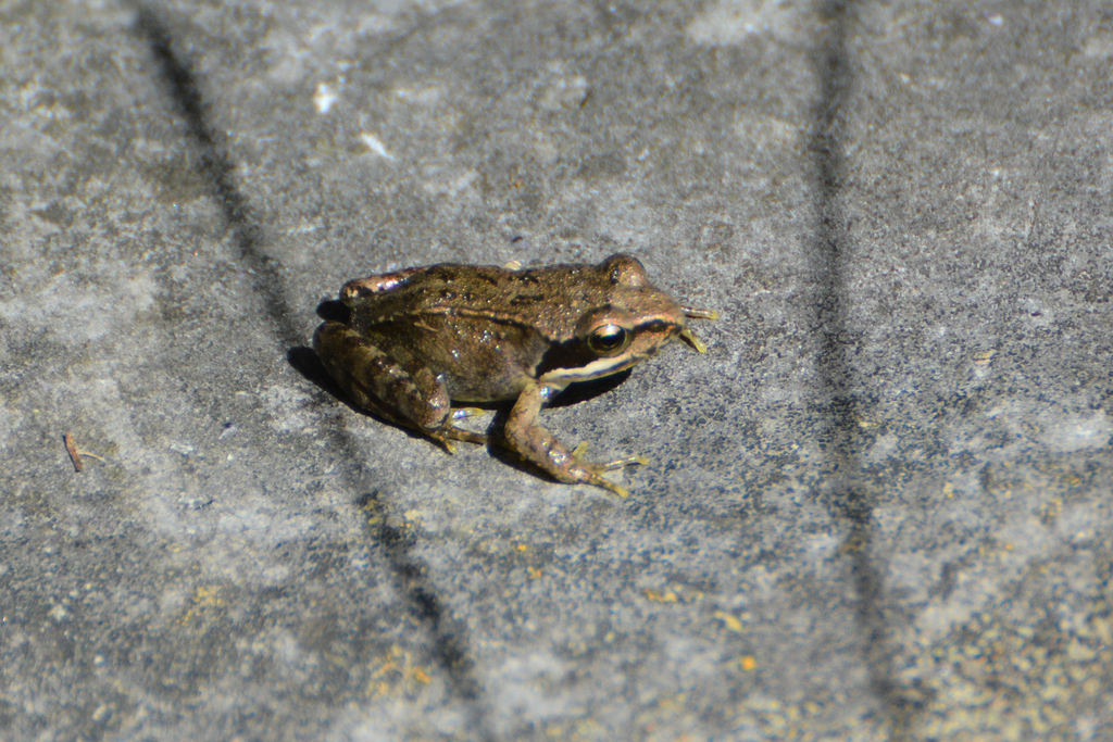 European Common Frog from Forêt de Nieppe, 59190 Morbecque, Frankrijk ...