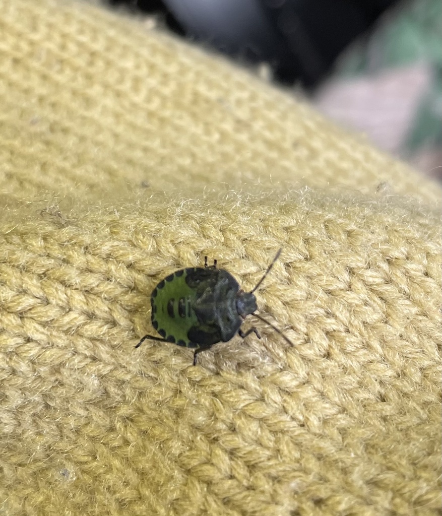 Green Shield Bug from Meanwood Road, Leeds, England, GB on September 25 ...