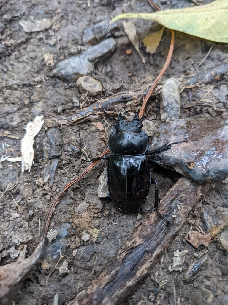 Neolucanus from 鎮西堡神木步道 on September 11, 2022 at 08:47 AM by wade703 ...