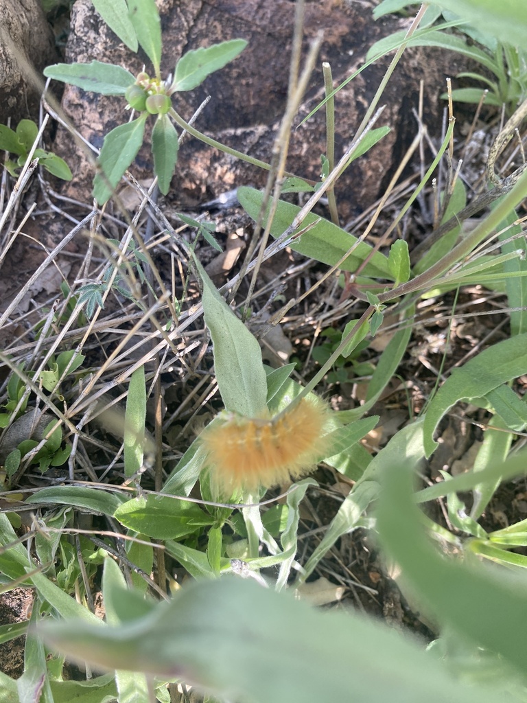Tiger Moths from Alpine, TX, US on September 25, 2022 at 09:59 AM by ...