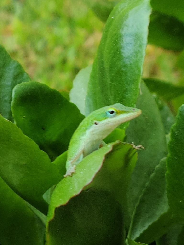 Green Anole from Hurst on September 25, 2022 at 10:05 AM by Judy ...