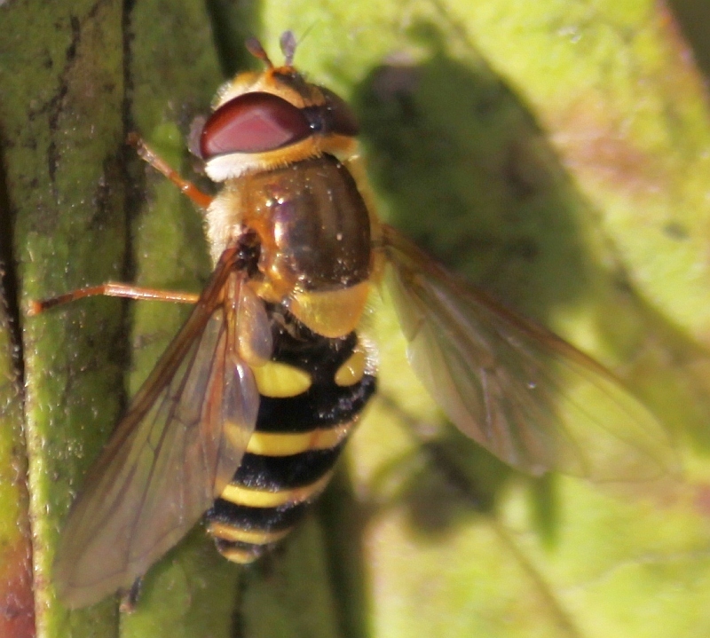 Common Flower Flies from Tweed, ON, Canada on September 24, 2022 at 04: ...