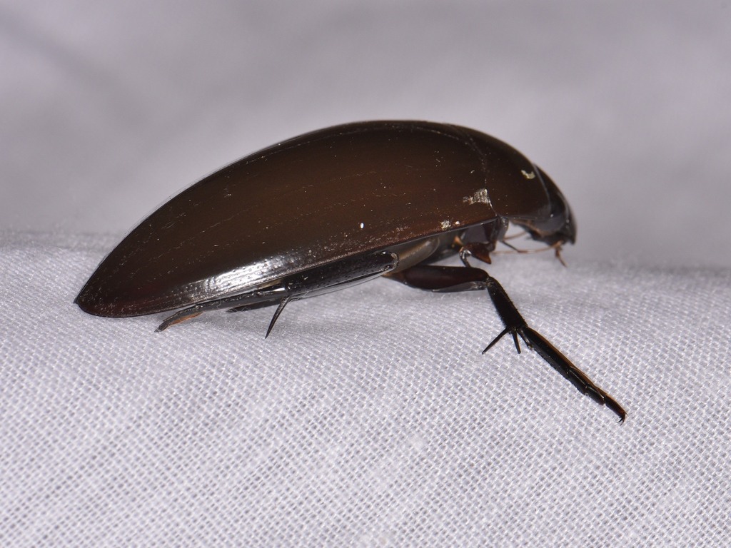 Hydrophilus from Williamson County, TX, USA on September 24, 2022 at 09 ...