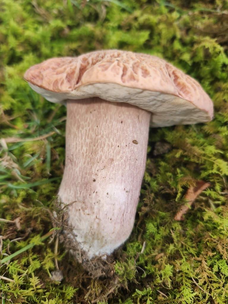 lilac bolete from Clarion County, US-PA, US on September 23, 2022 at 07 ...