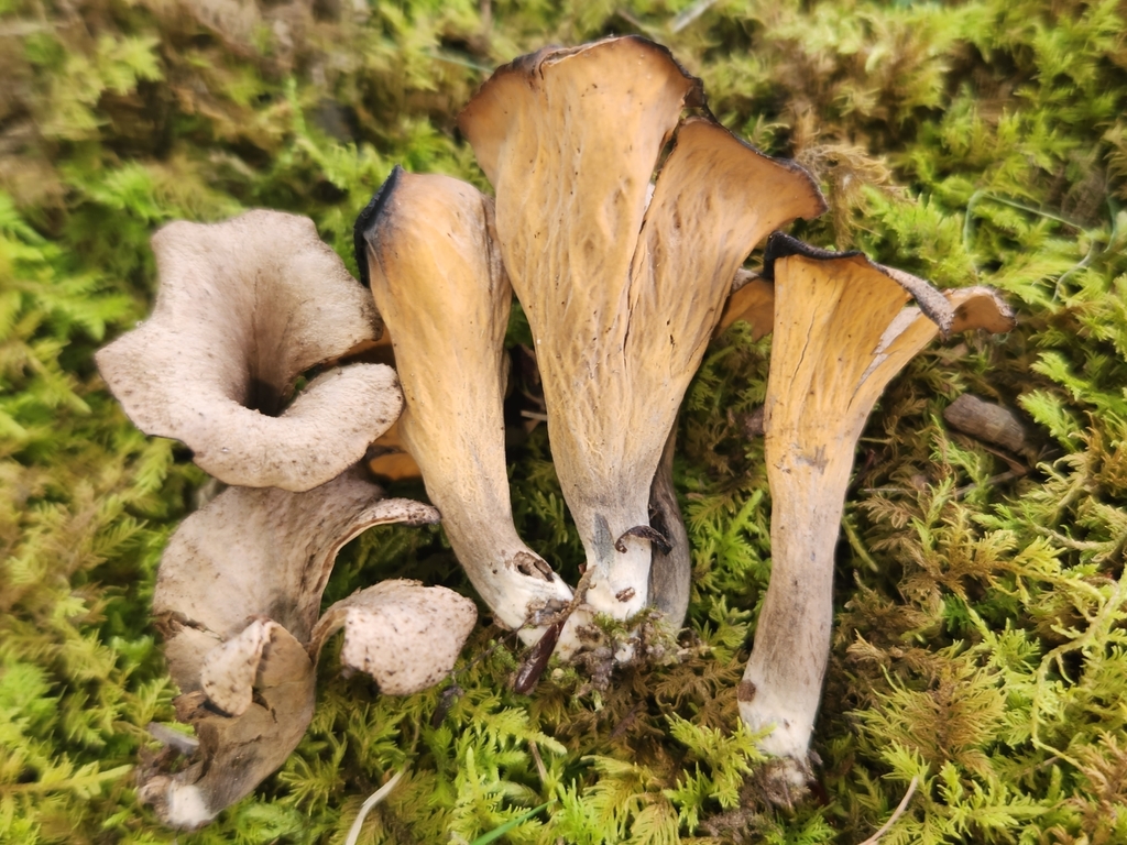 Vanrija humicola from Clarion County, US-PA, US on September 23, 2022 ...