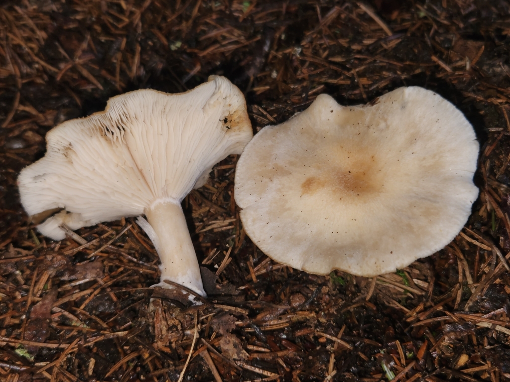 Aniseed Funnel from Clarion County, US-PA, US on September 23, 2022 at ...