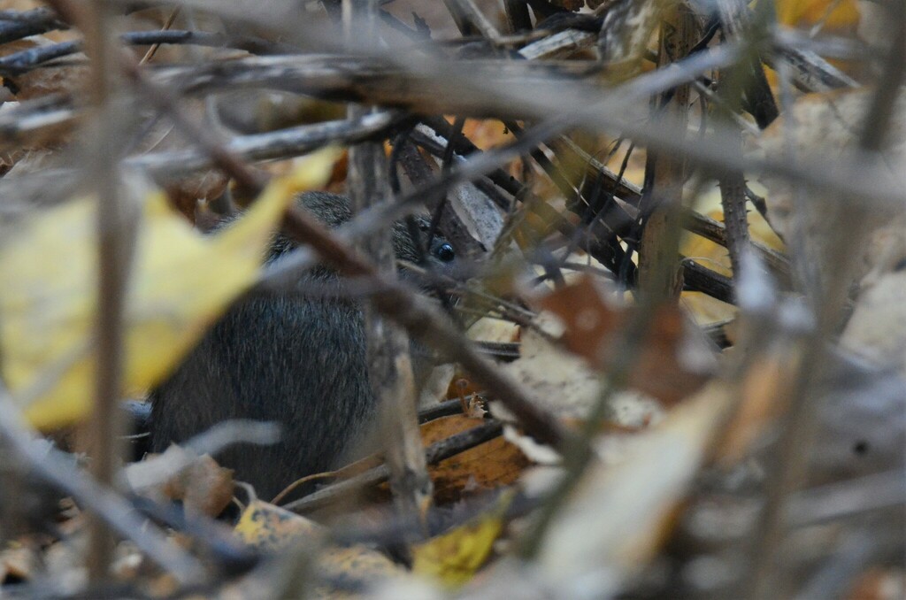 Voles, Lemmings, and Muskrats from Коченевский р-н, Новосибирская обл ...