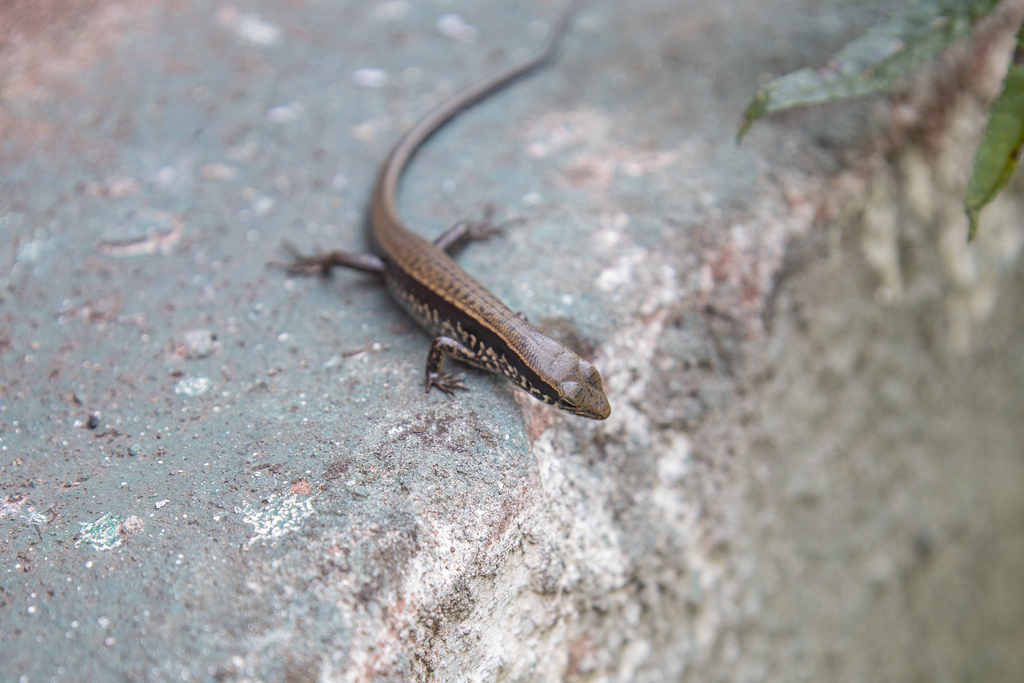 Spotted Forest Skink from North Sikkim, Sikkim, India on September 18 ...