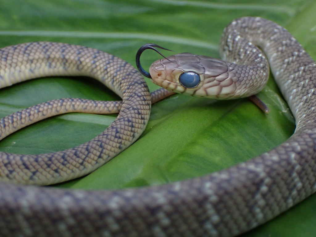 Oriental Rat Snake from 香港軍地 on September 24, 2022 at 04:29 PM by ...
