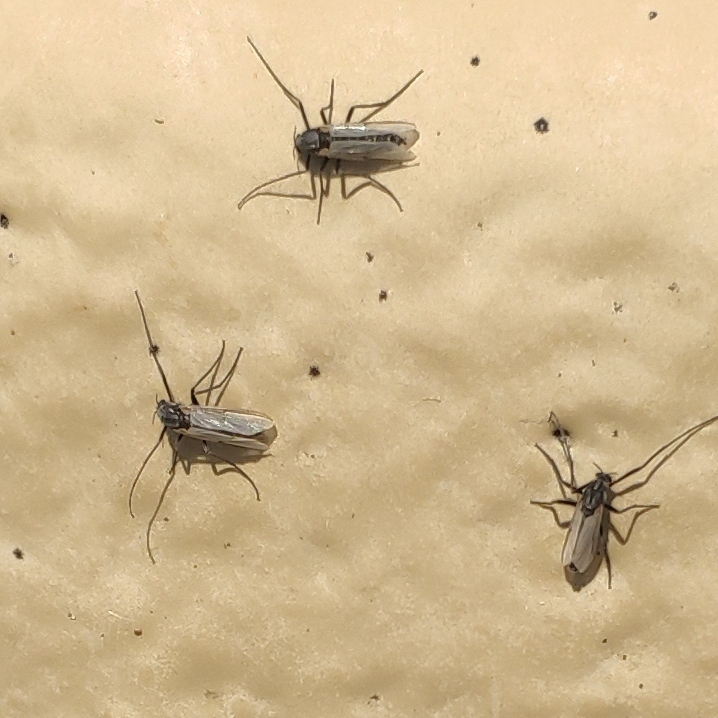 Non-biting Midges from Kamyzyakskiy rayon, Astrakhan', Russia on May 22 ...