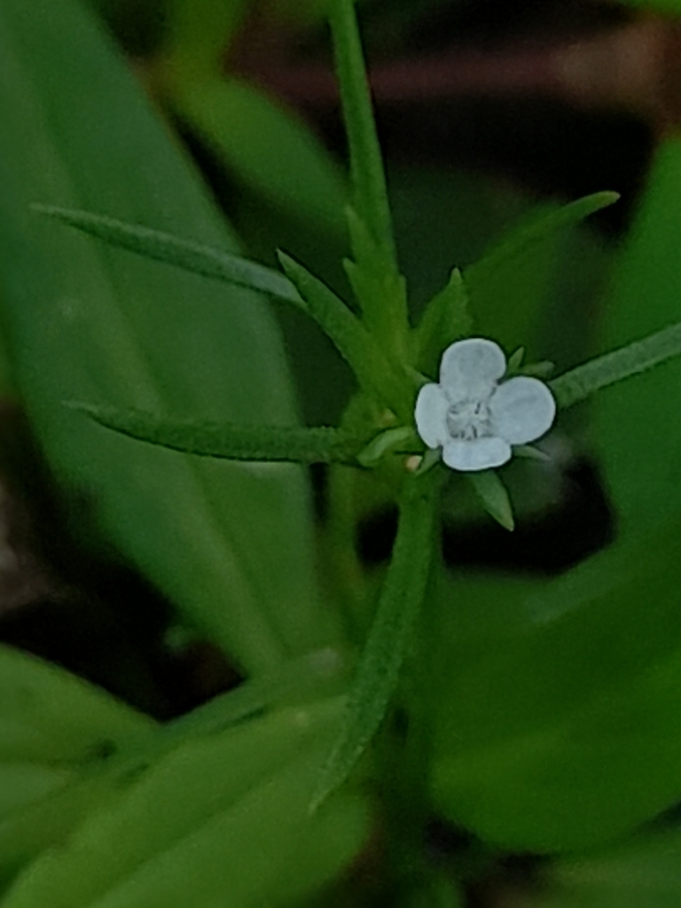 Rust Weed from 9055nw 35th pl, Sunrise, FL 33351, USA on September 25 ...