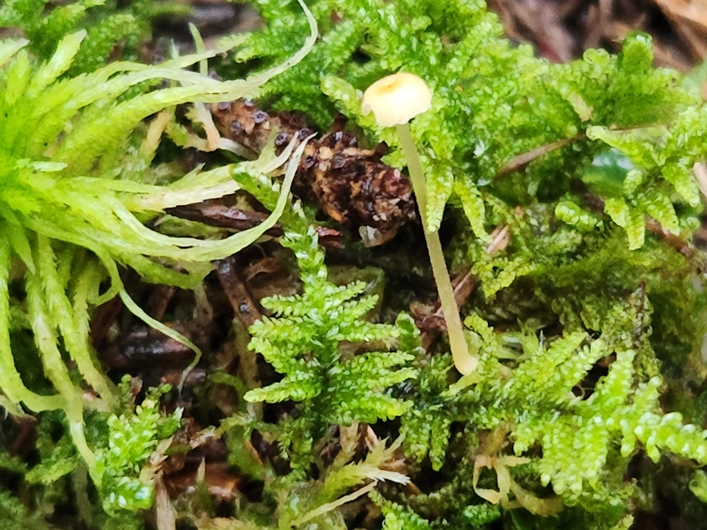 Orange Moss Agaric from Clarion County, US-PA, US on September 23, 2022 ...