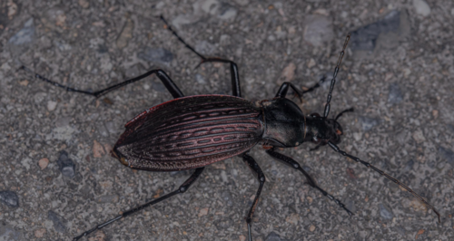 Carabus shun · iNaturalist