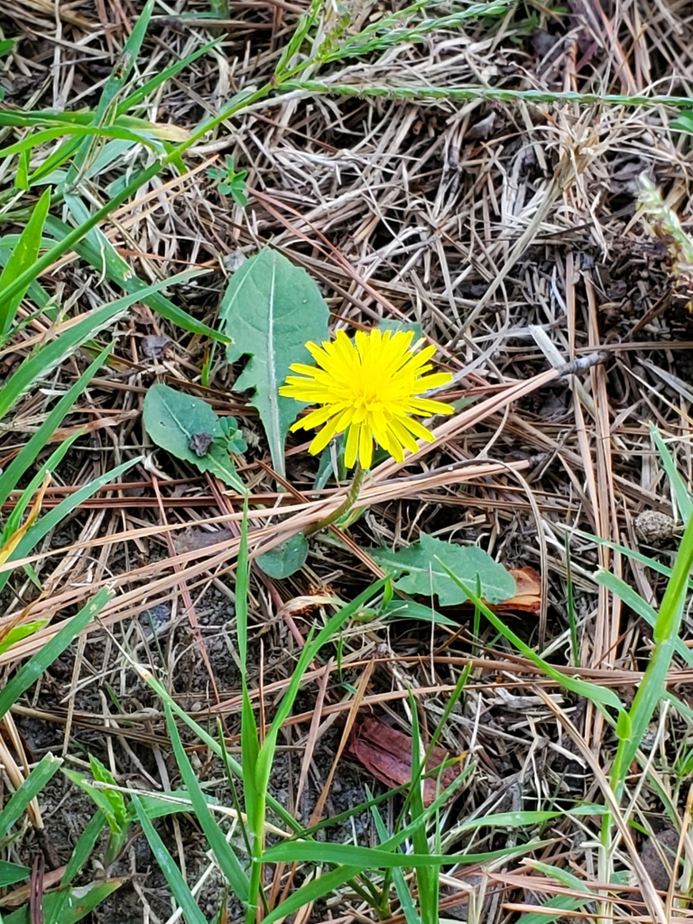common dandelion from Capitol District, Richmond, VA, USA on September ...