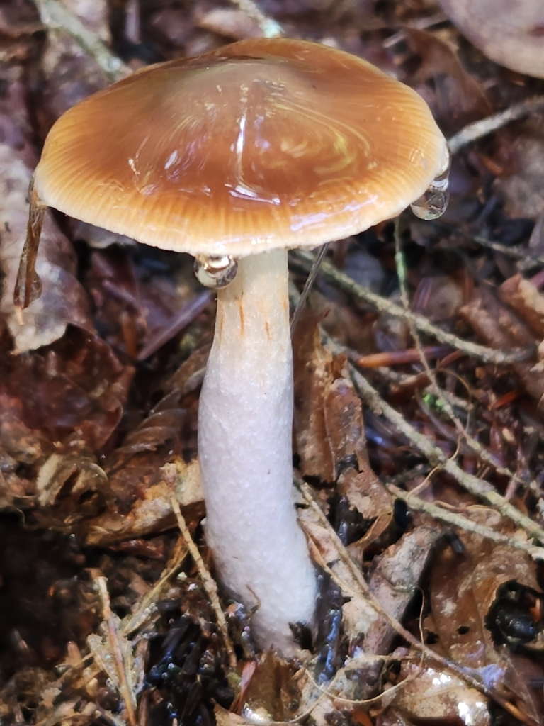 Webcaps from Clarion County, US-PA, US on September 23, 2022 at 11:06 ...