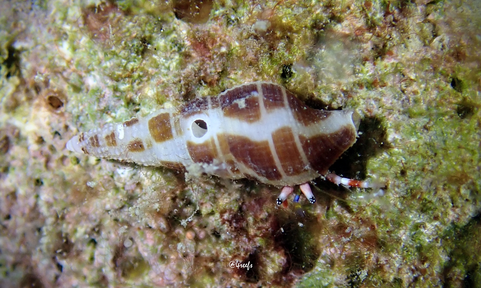 Caducifer decapitatus (Reeve, 1844)