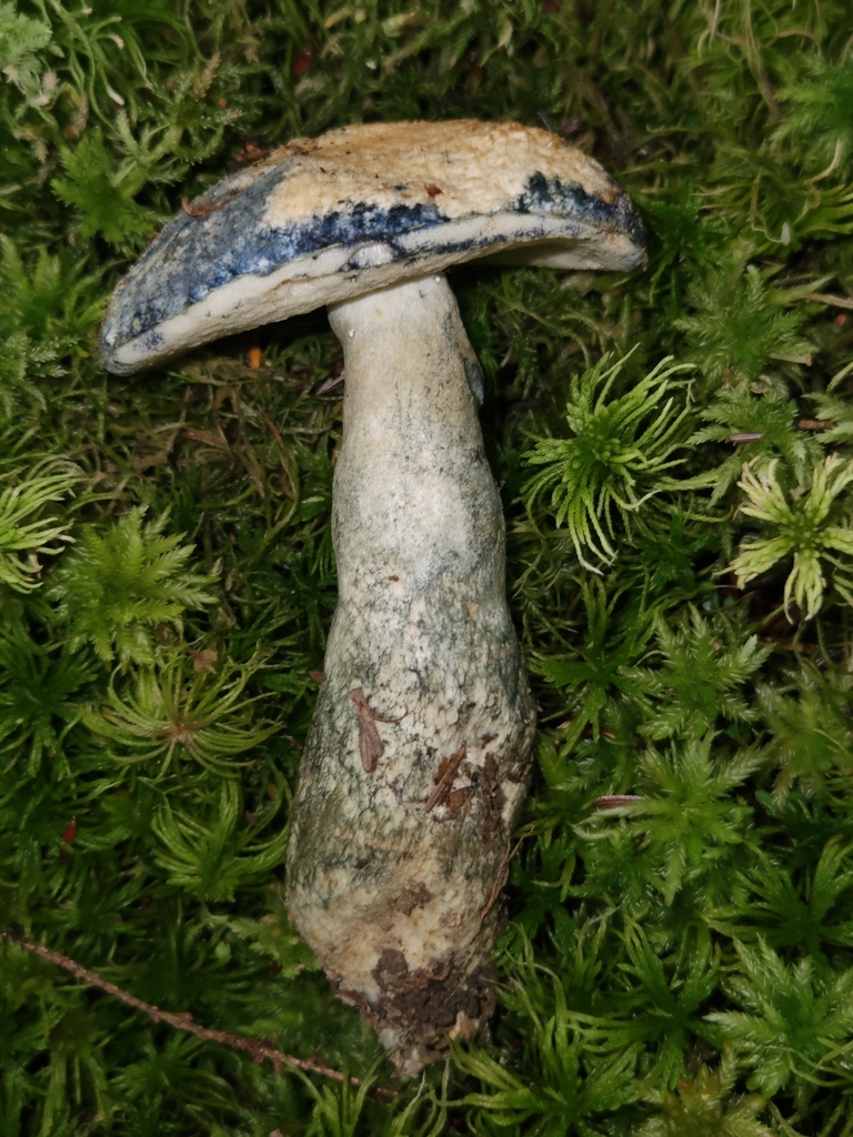 Cornflower Bolete from Clarion County, US-PA, US on September 23, 2022 ...