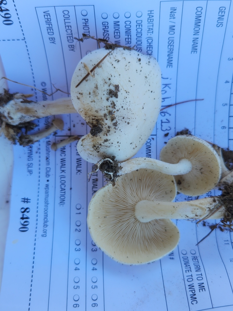 clustered clitocybe from Allegheny County, US-PA, US on September 24 ...