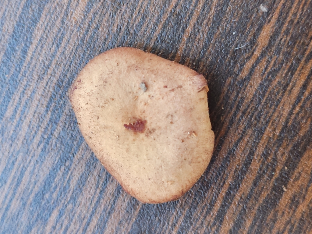 Purple-edged Lute from Allegheny County, US-PA, US on September 24 ...