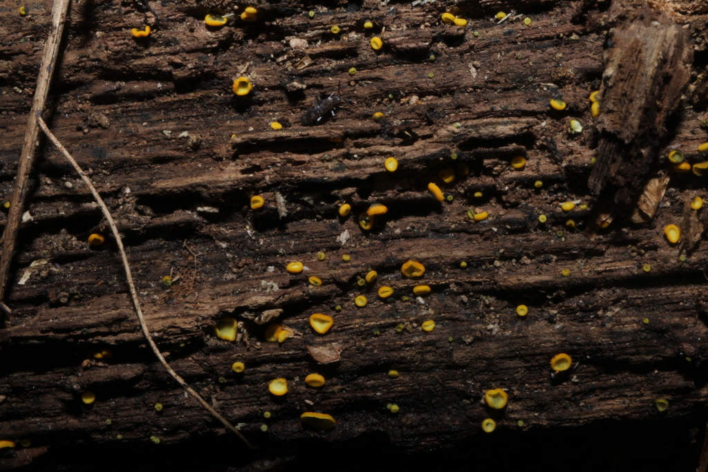 Chlorosplenium from McCandless, PA, USA on September 24, 2022 at 10:24 ...